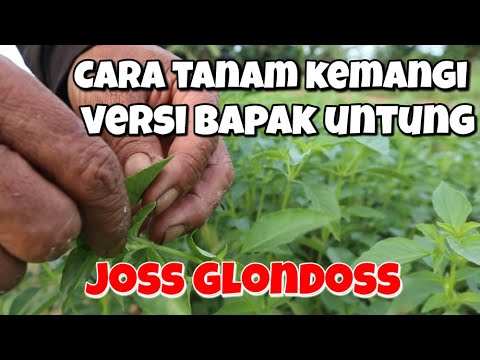 Cara tanam kemangi versi Bapak untung || 3/4 hektar dimanfaatkan untuk berbagai jenis tanaman
