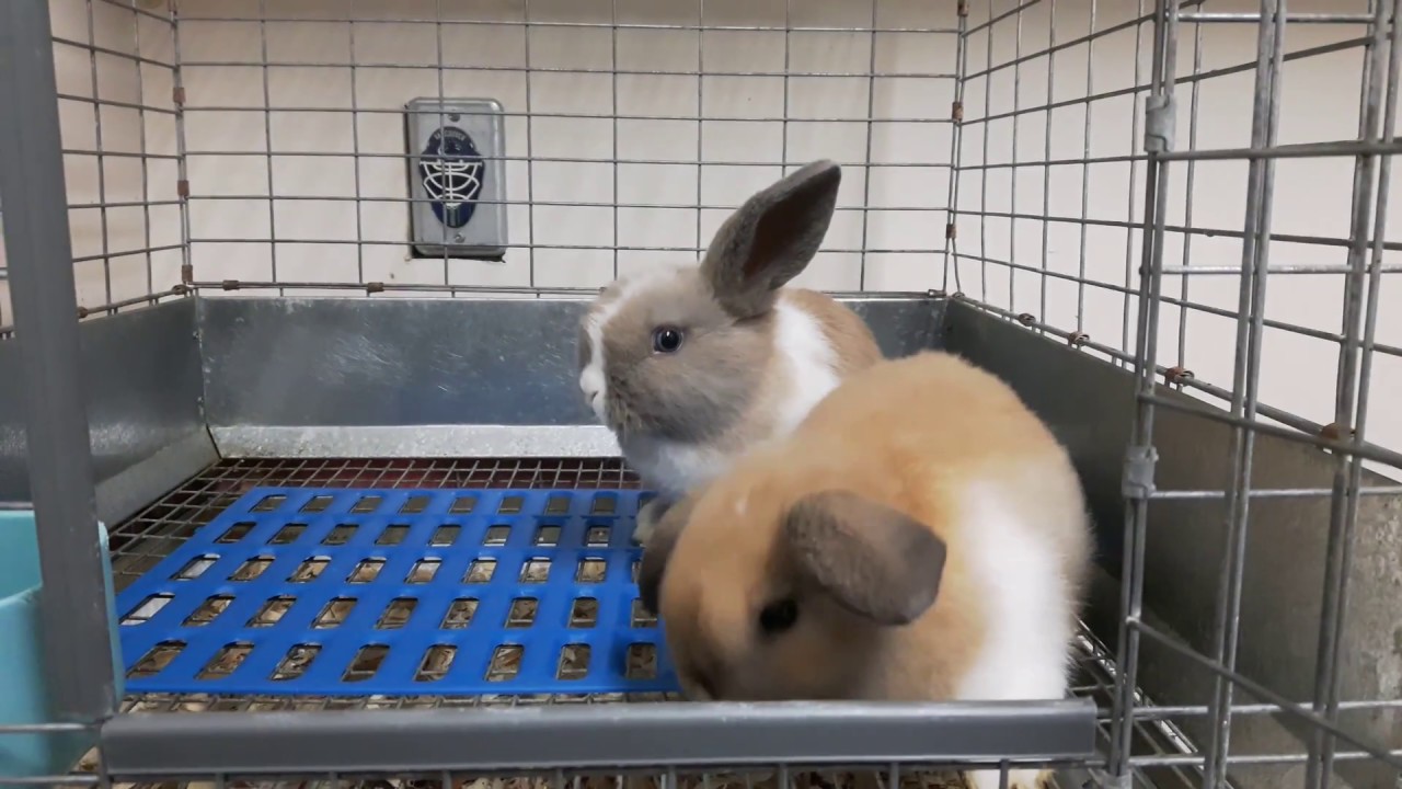 Holland Lop kits - Vienna Marked 8 weeks old - YouTube