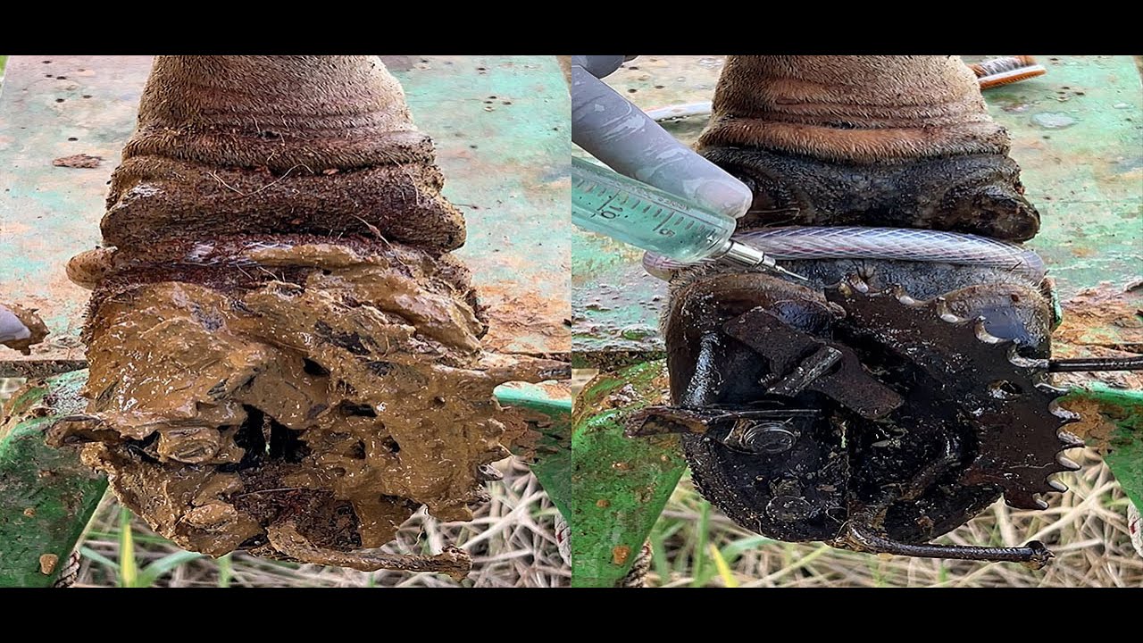 Best Actions!! Cleaning the cow's feet and removing the iron Esp.1054 ...