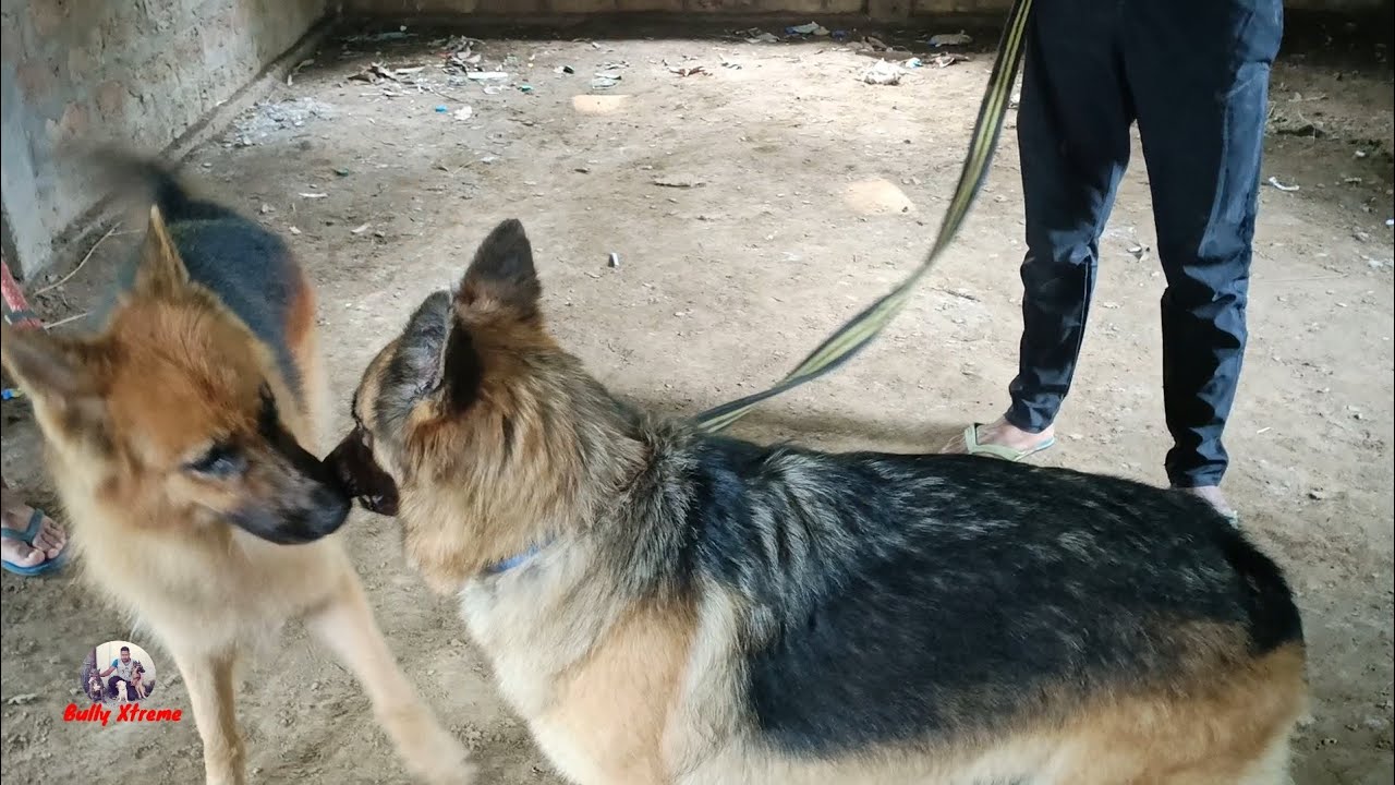 German Shepherd mating / breeding l GSD mating - YouTube