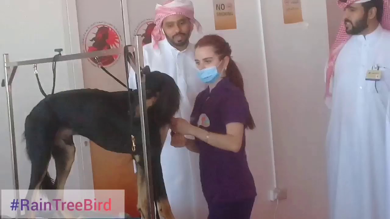 Hunting Dog Breed |saluki from Bahrain |solughi |sight hound - YouTube