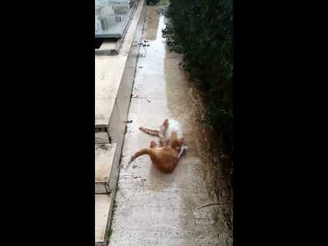 Bölge Savaşı, Müthiş iki yetişkin erkek kedi kavgası!