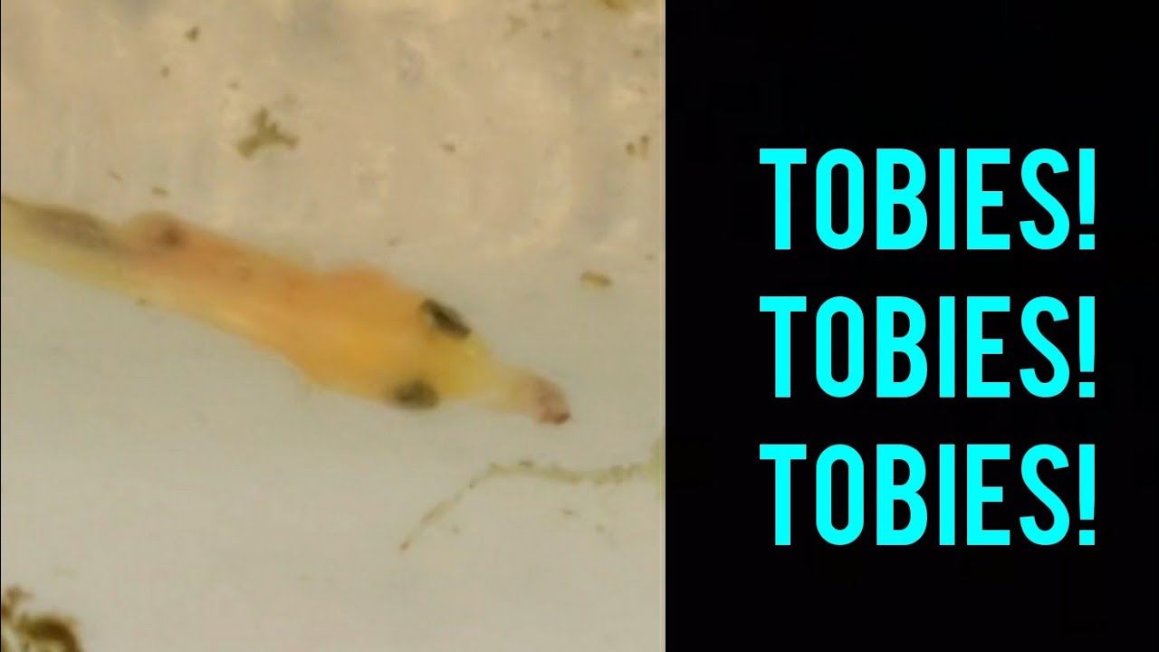 Koi Breeding 19 EP 11 Tobies! Tobies Tobies - YouTube