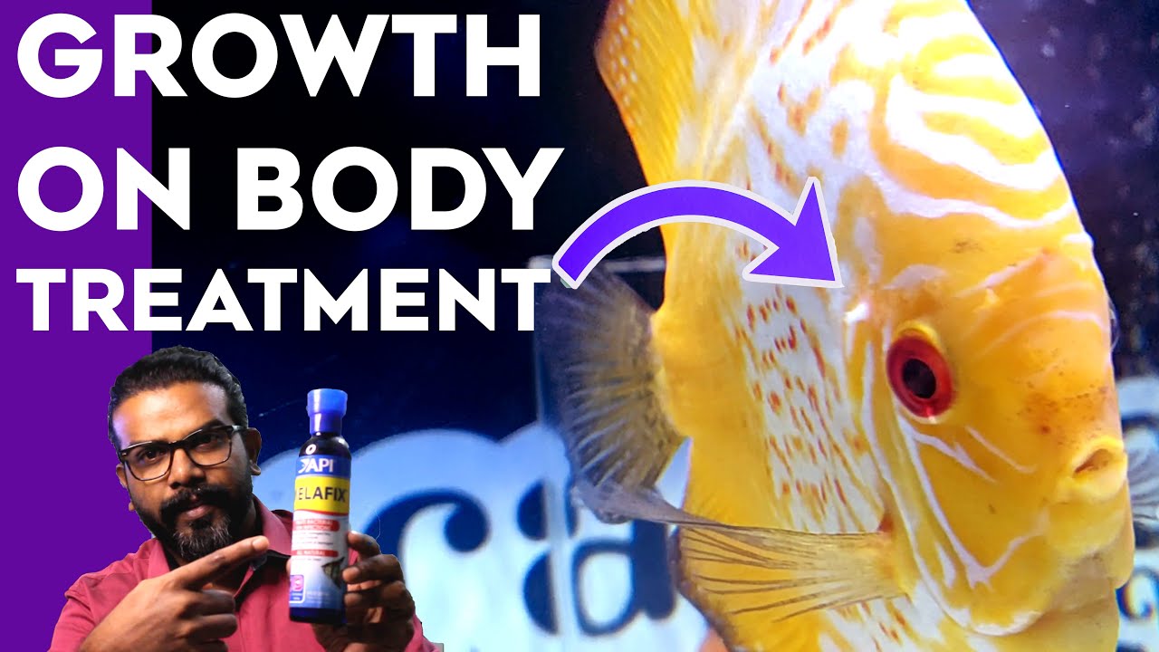 Growth on Fish Body Treatment || External Parasites on Discus Fish ...