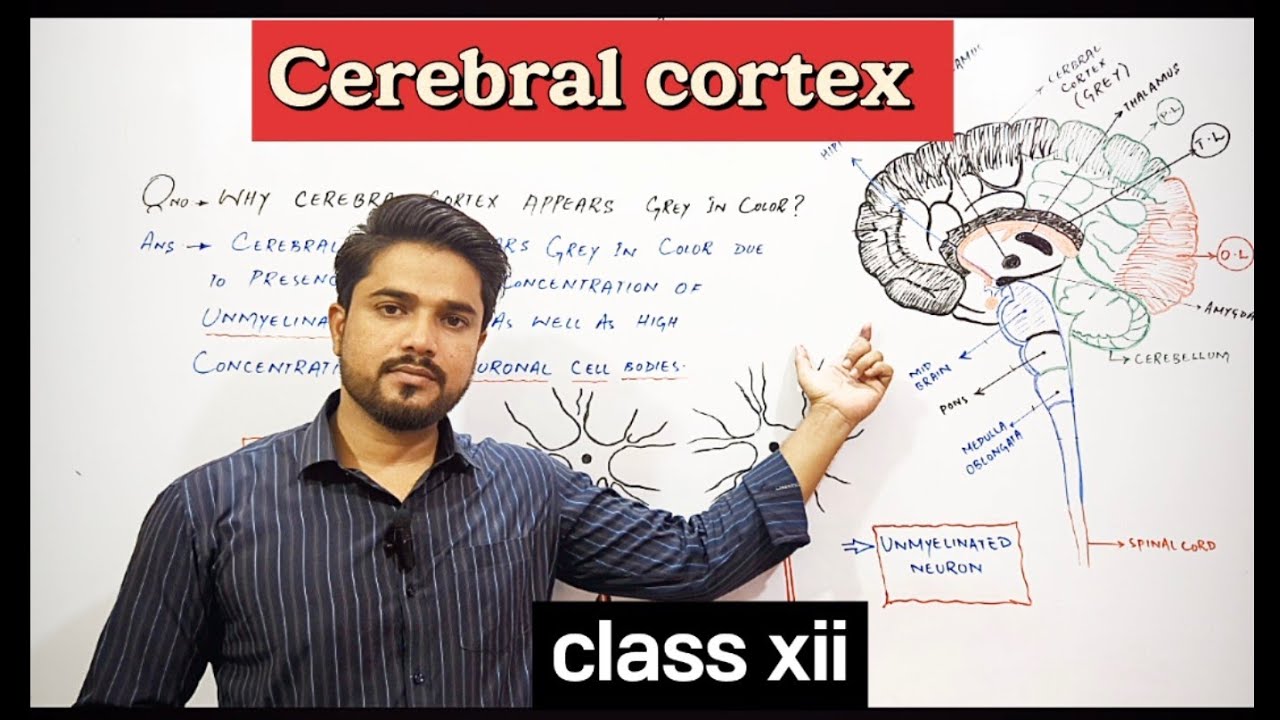 why Cerebral cortex appears grey in color? | XII Biology - YouTube