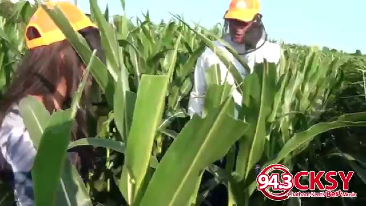 Sam tries corn detasseling! - YouTube