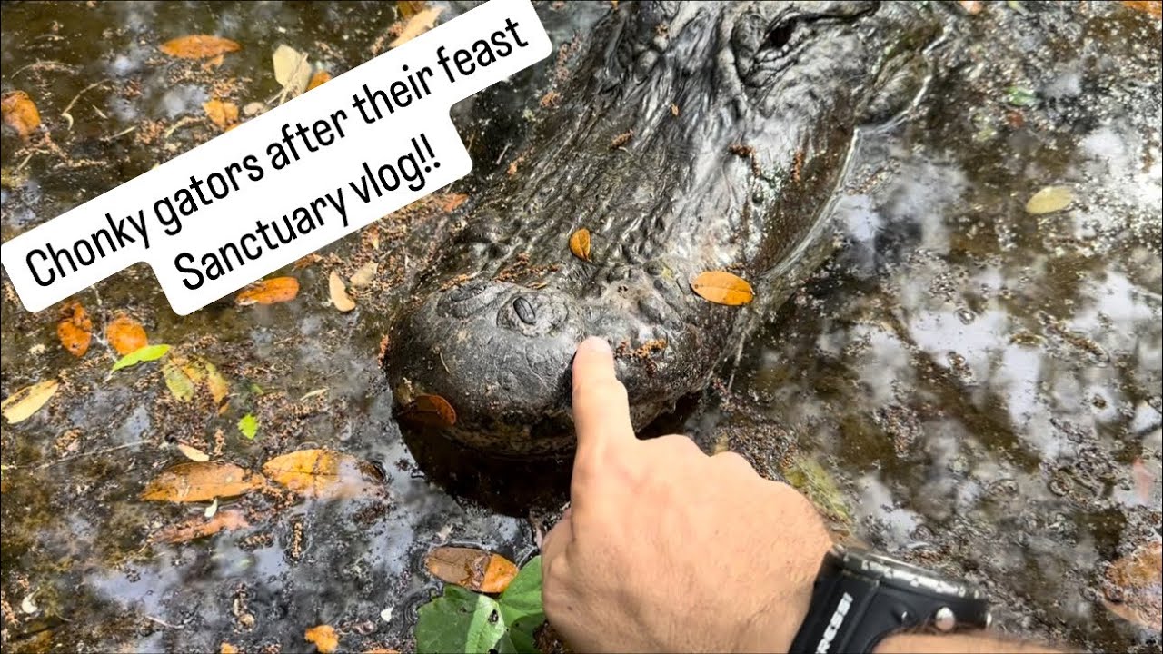 Chonky gators after their feast Sanctuary vlog!! - YouTube