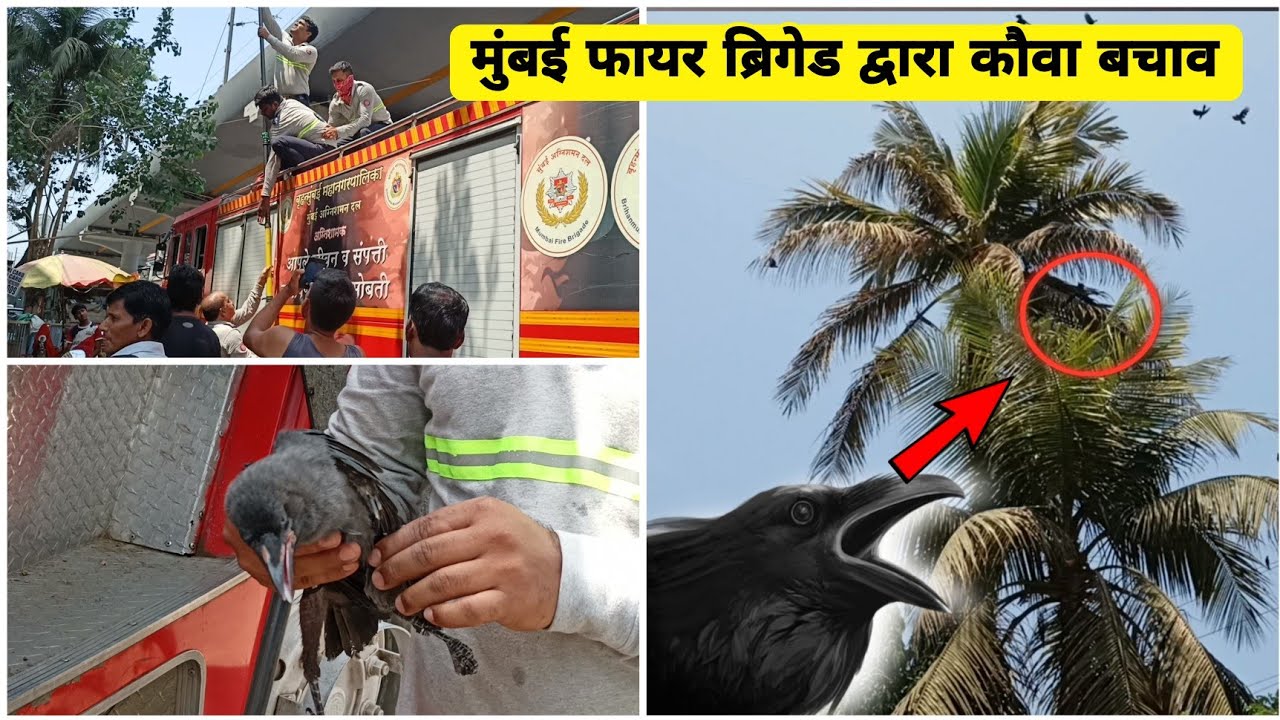 Crow Rescue Mumbai Fire Brigade |save the birds | idea abc vlogs - YouTube