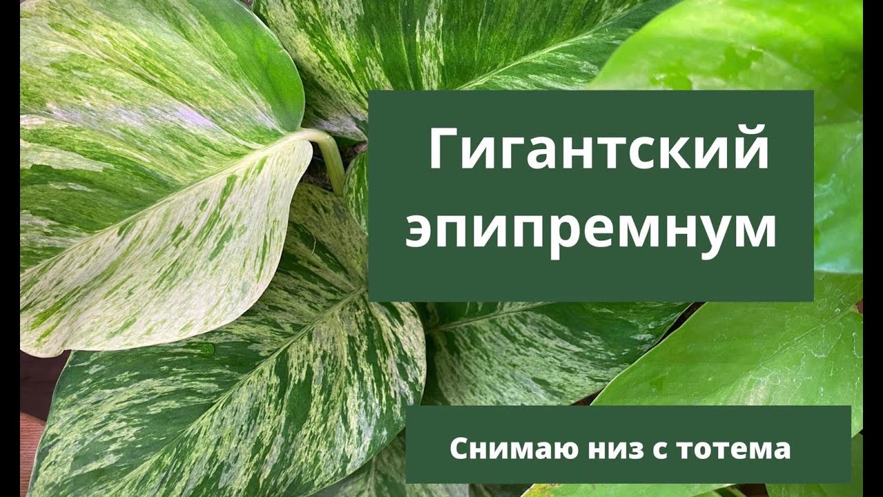 Гигантский эпипремнум. Снимаю низ с тотема - YouTube