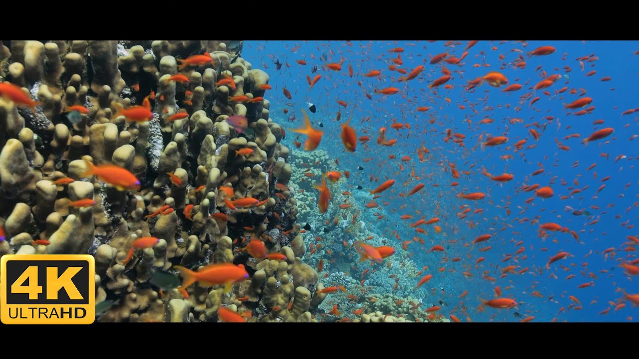 Colorful fish, diving under water in 4K HDR 60fps with relaxing music ...