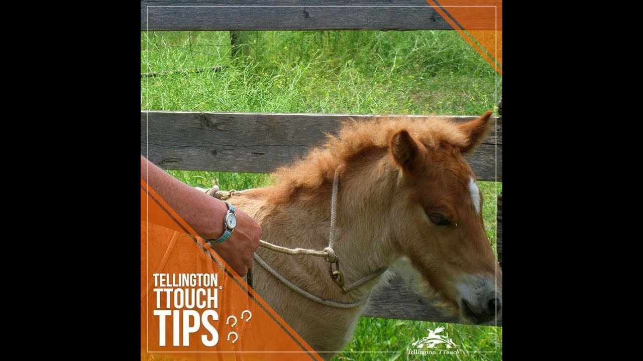 Handling Your Foal without Trauma with the Tellington TTouch Method ...