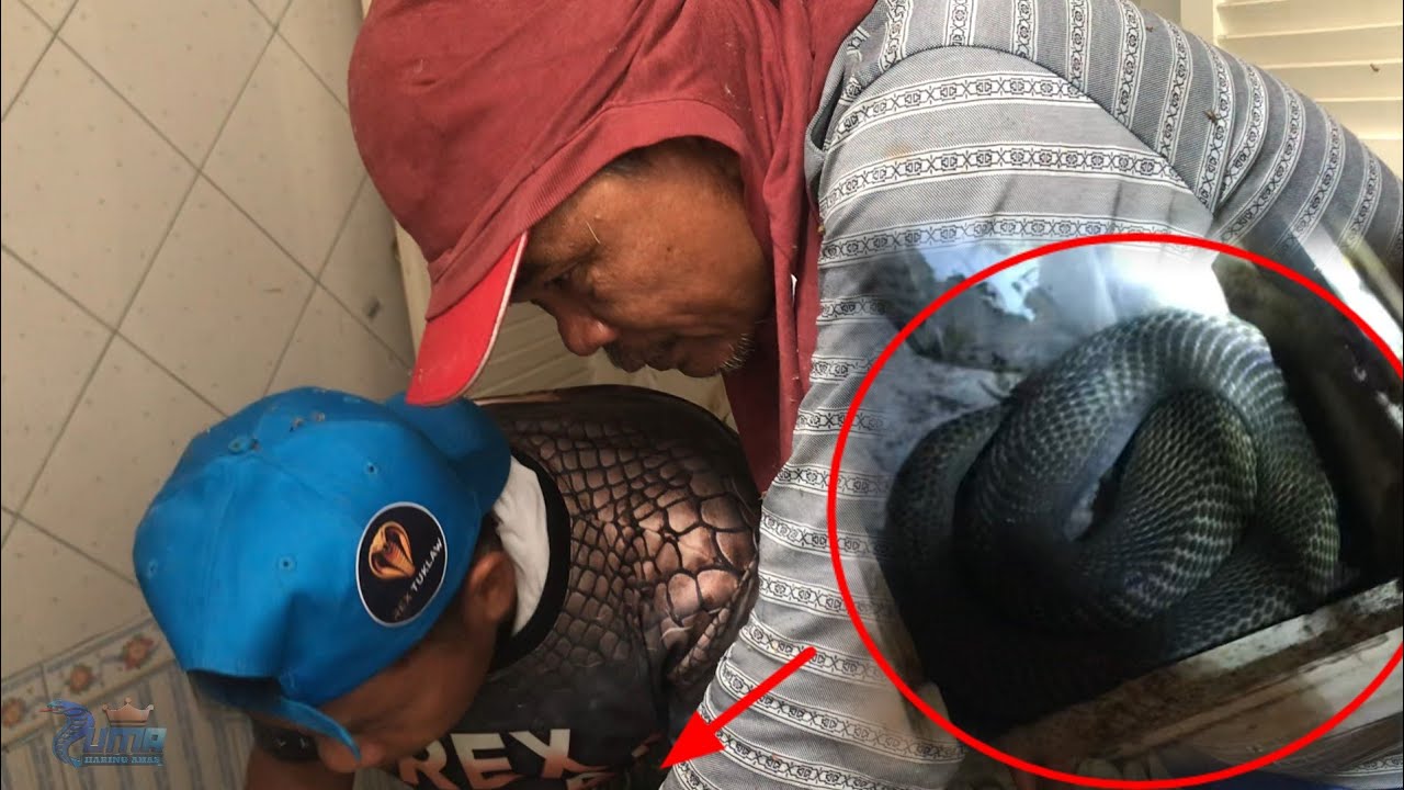 KUMPOL KUMPOL NA COBRA SA INABANDONANG BAHAY SA FARM - YouTube