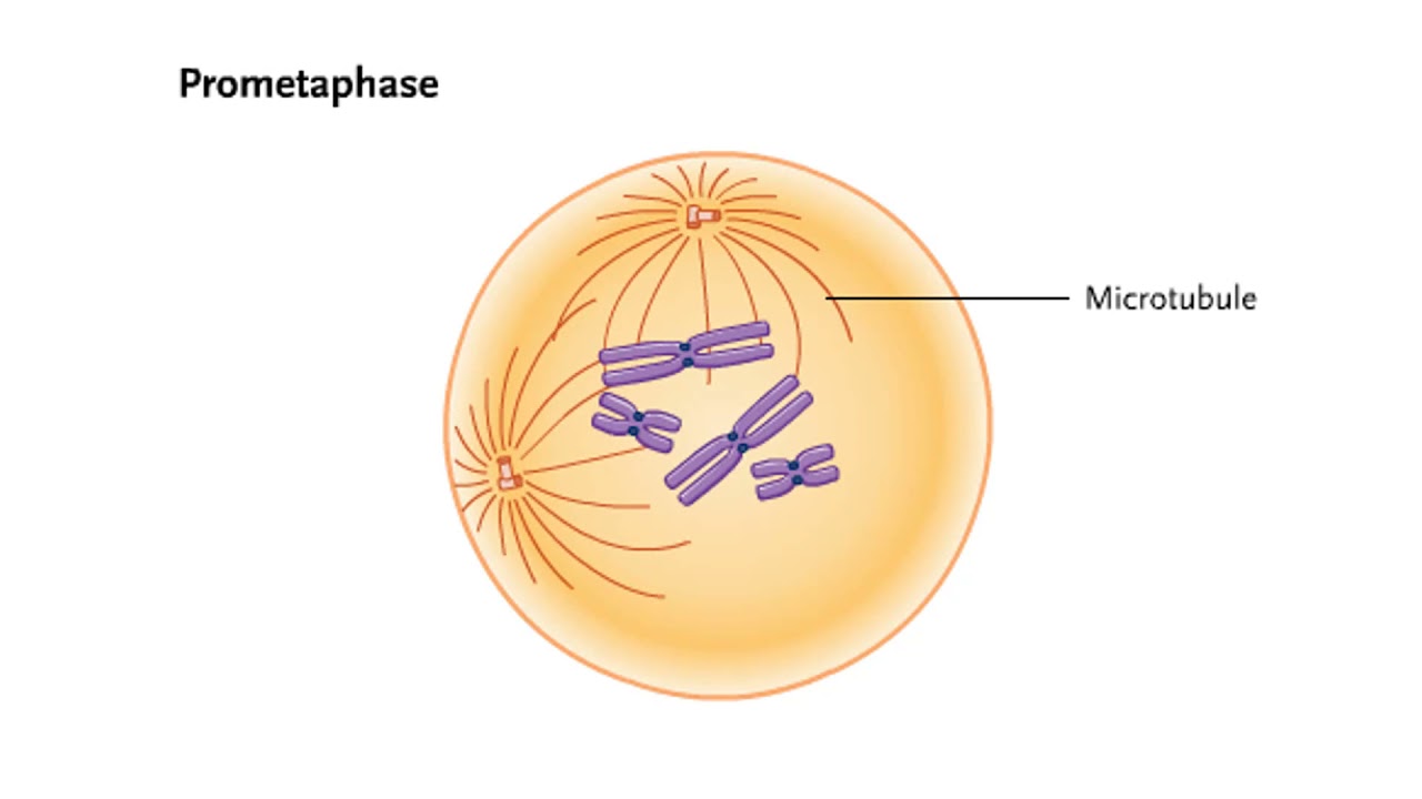 Mitosis step-by-step - YouTube