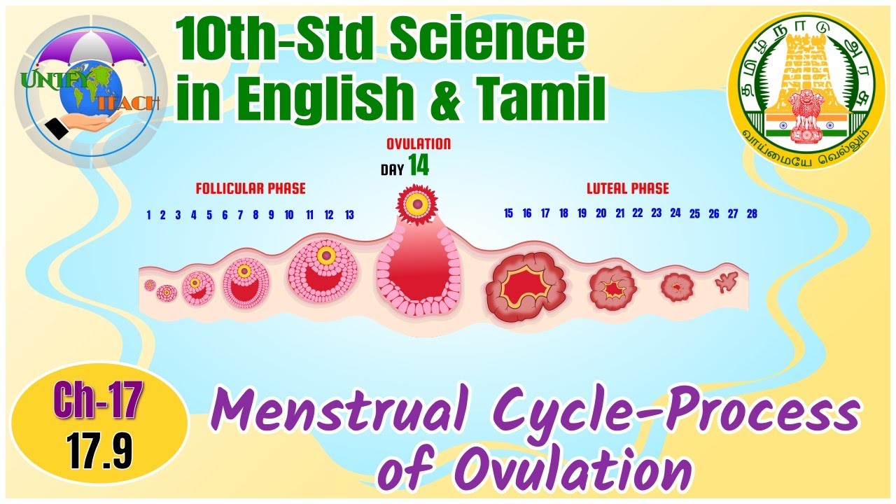 10th | Science | Unit-17 | 17.9 | Menstrual Cycle | Process of ...
