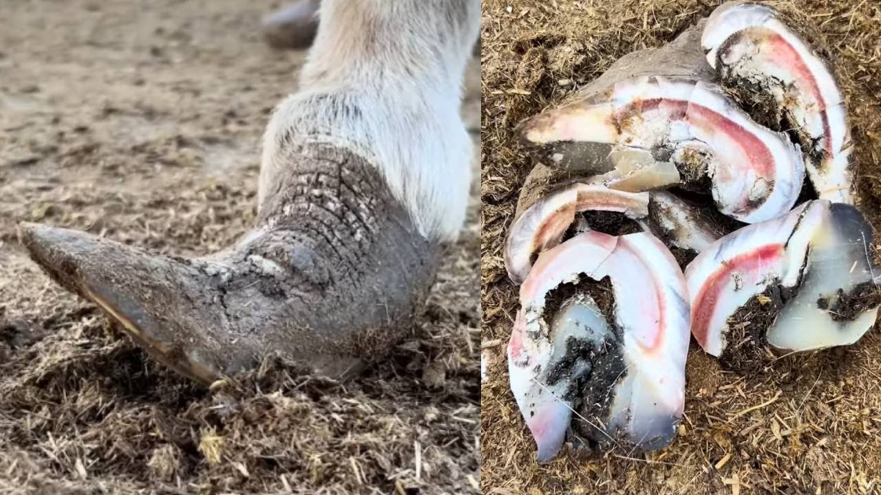 Find A Donkey That Needs A Nail Trim And Help It Out For Free!#Unzip ...