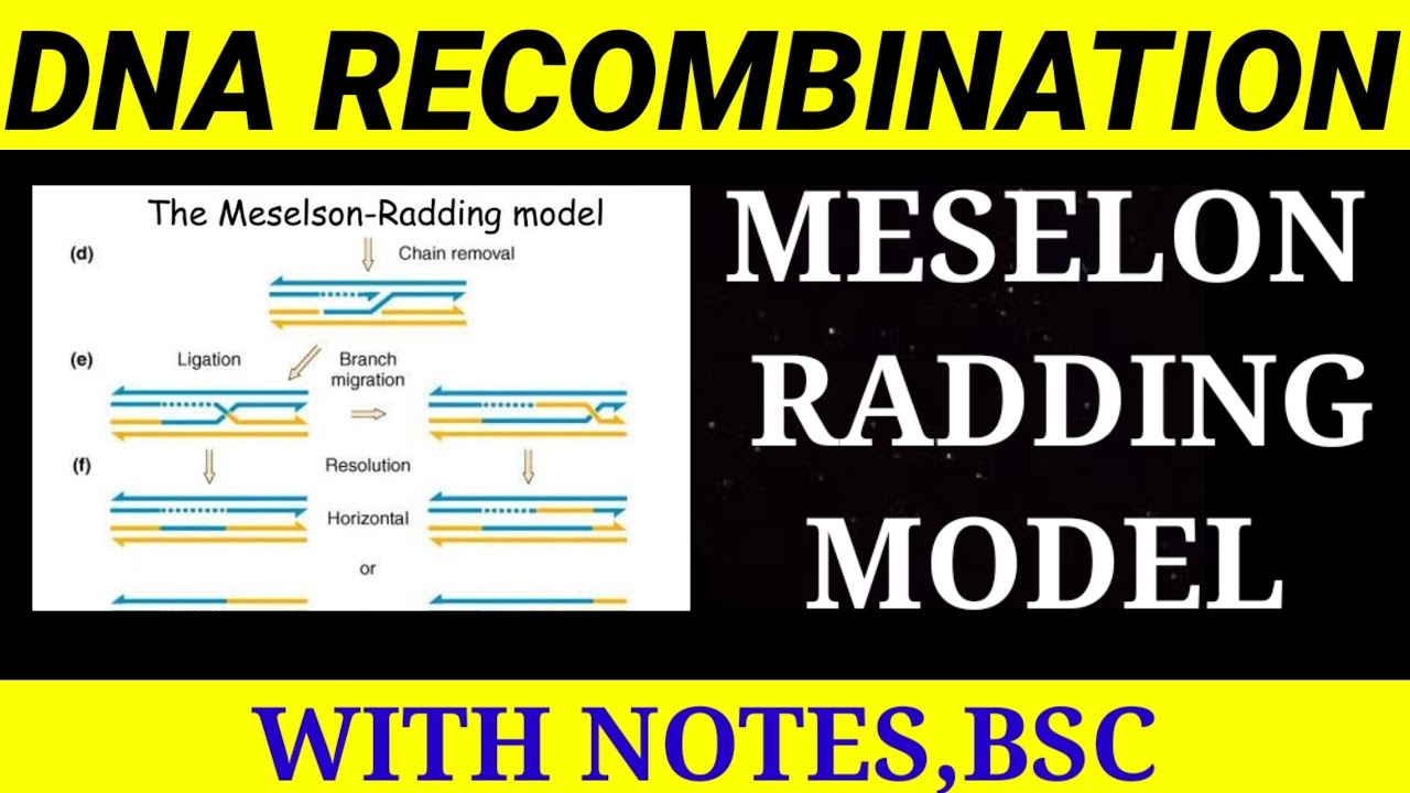 MESELSON RADDING MODEL IN DNA RECOMBINATION || - YouTube