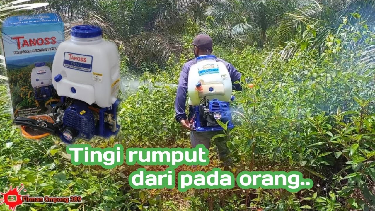 PENYEMPROTAN RUMPUT ️DI KEBUNKELAPASAWIT DENGAN MESIN SEMPROT, TANOSS ...