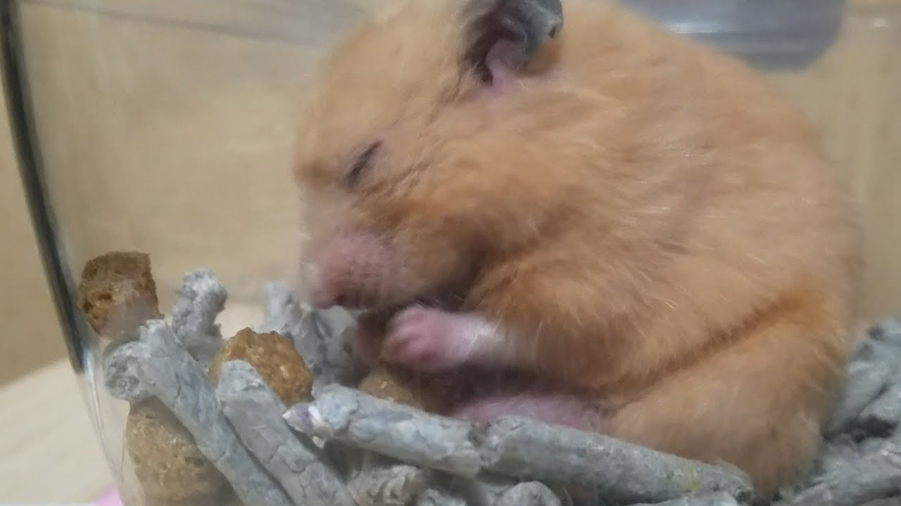 眠たそうにペレットを食べるハム Hamster eating pellets as if sleepy - YouTube