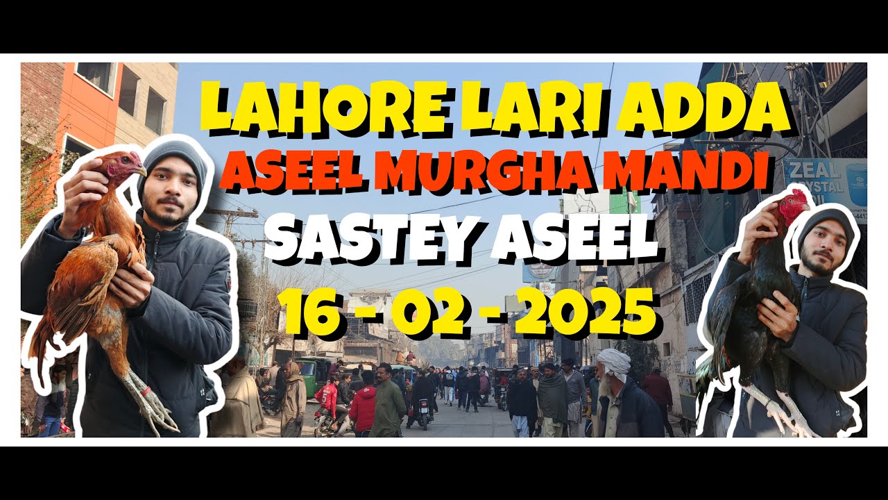 Lari Adda Lahore Murga Mandi Latest Price Update 2025 | Lahore Lari ...