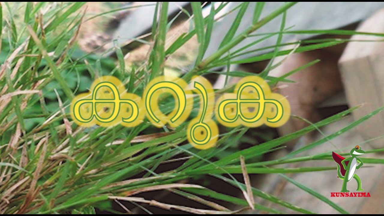 Karuka | കറുക | Cynodon dactylon, Bermuda grass | Swasthya Samvaad ...