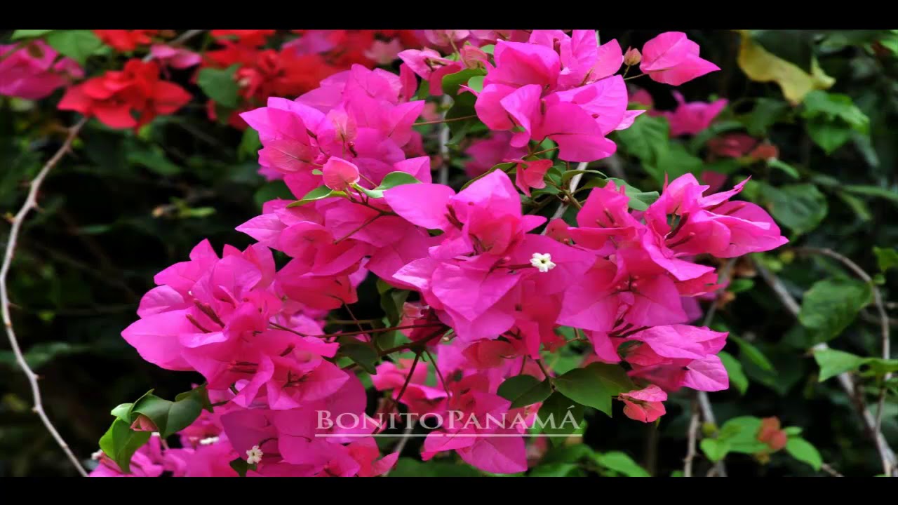 la flora panameña - YouTube