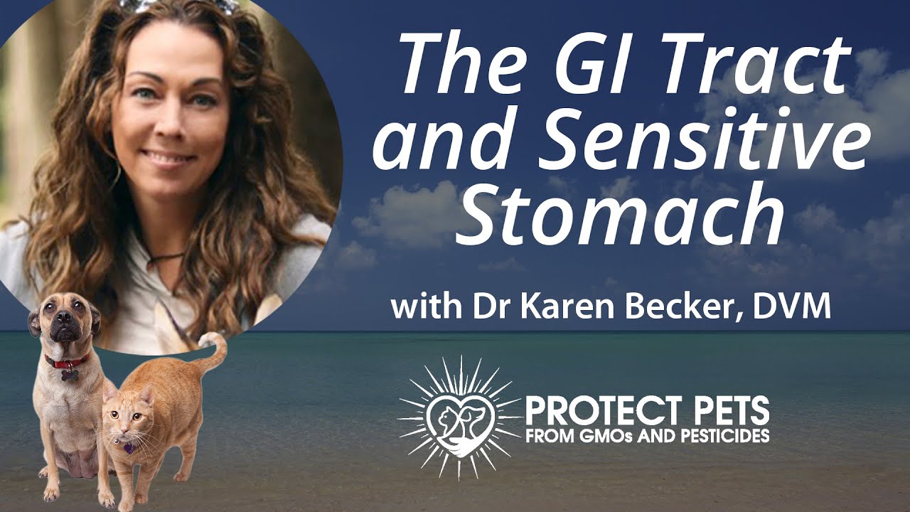The GI Tract and Sensitive Stomach with Dr. Karen Becker, DVM - YouTube