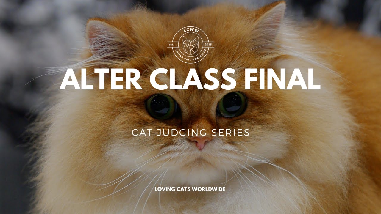 Cat Judging: Alter Class Final from Portland 2023 - YouTube