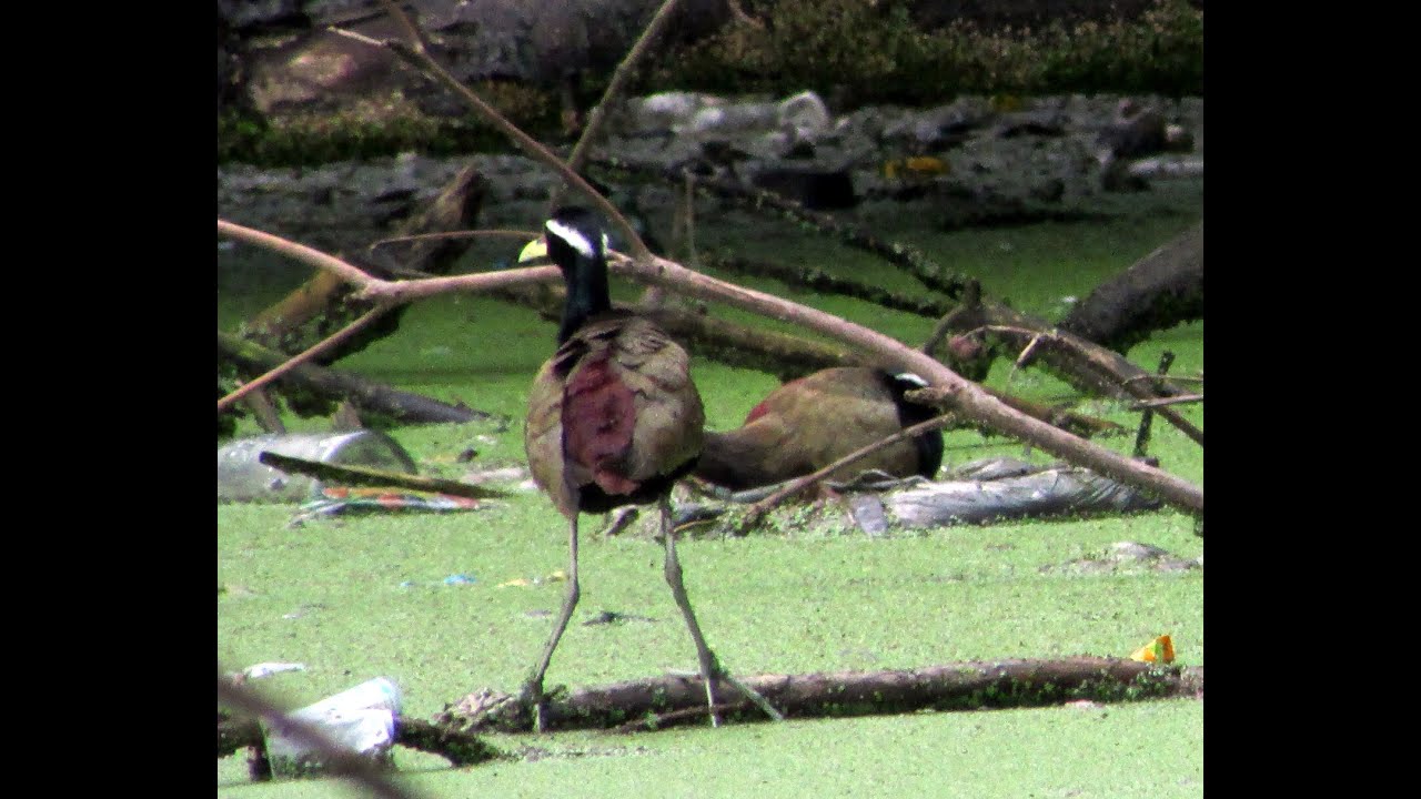 BRONZE-WINGED JACANA NESTING & PARENTAL CARE. - YouTube