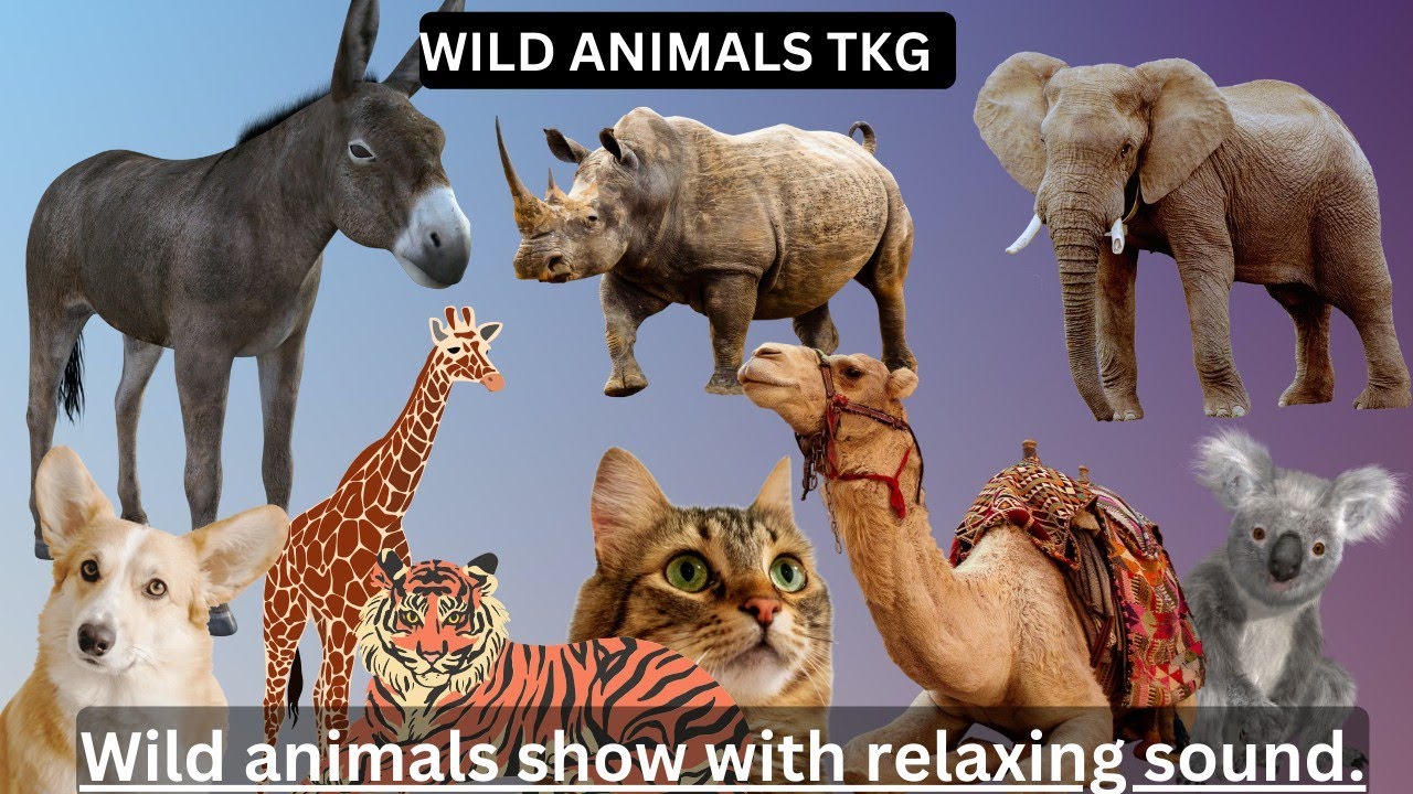 Fearless Wildlife: Relaxing Ambience of Wild Animals - YouTube