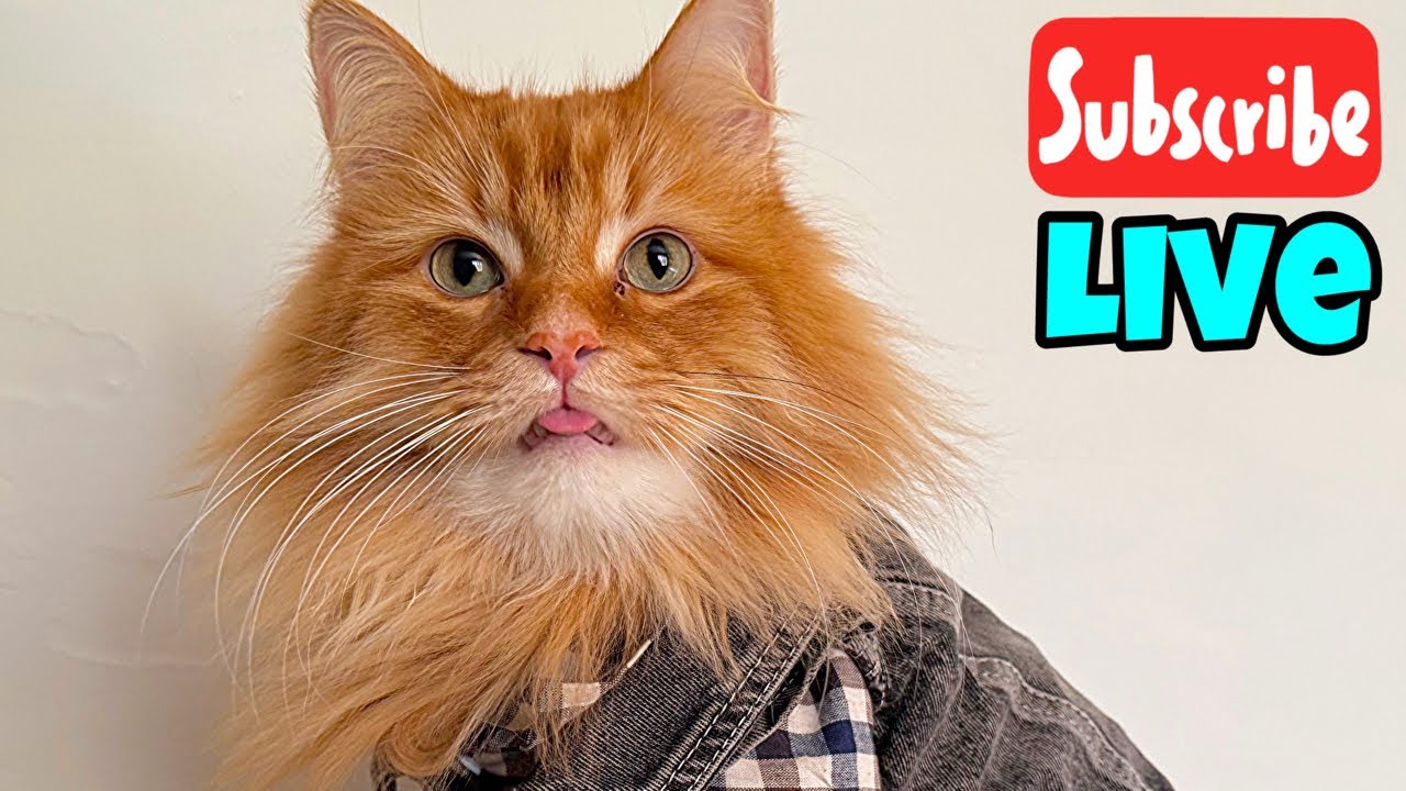 TGIF - Friday Fluff - Live Stream - YouTube