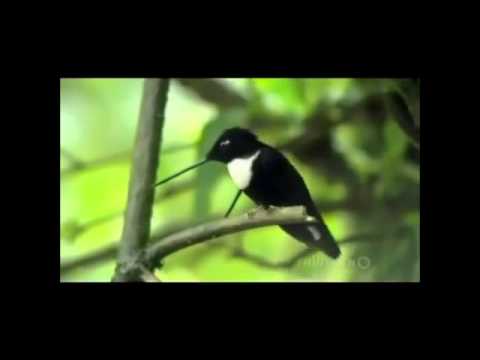 Huitzilopochtli#Kukulkan#colibri#hummingbird#Mexica#azteca - YouTube