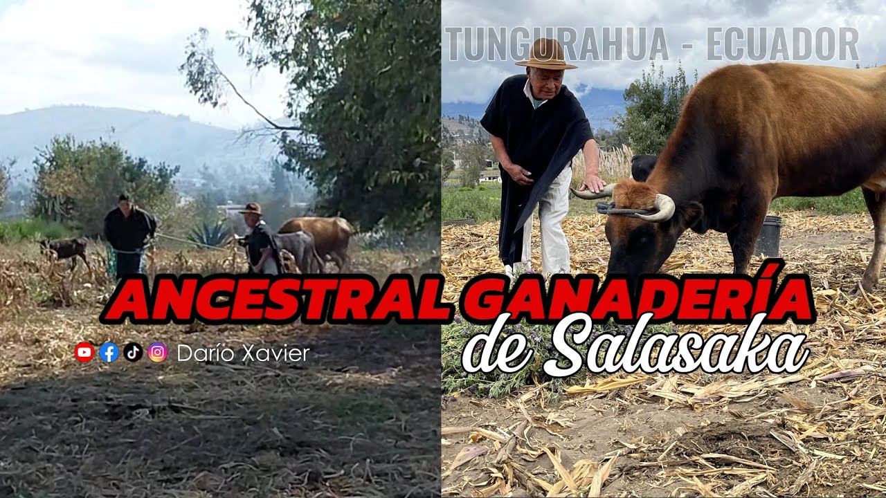 GANADERÍA ANCESTRAL DE SALASAKA (Mata Cholos) - Darío Xavier - YouTube