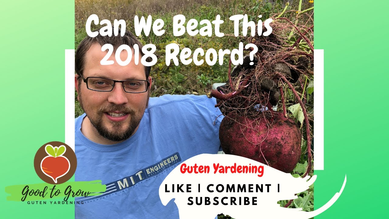 How to Grow Sweet Potatoes Slips 3 Ways | Maximize Sweet Potato Harvest ...