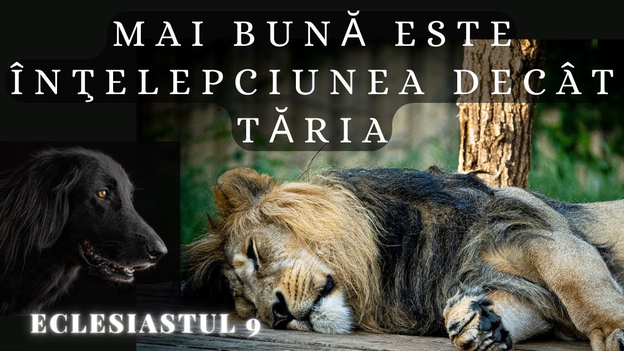 Eclesiastul 9 | Un câine VIU face mai mult decât un leu MORT| Tu din ...