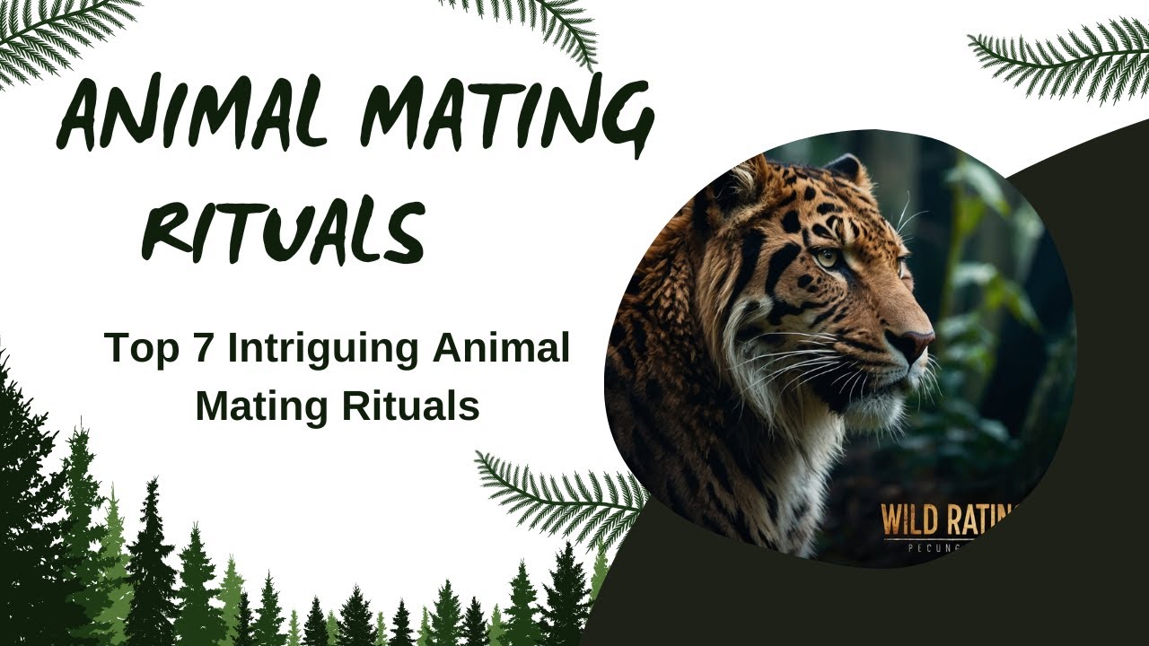 7 WEIRD Animal Mating Rituals You Won't Believe Are Real - YouTube