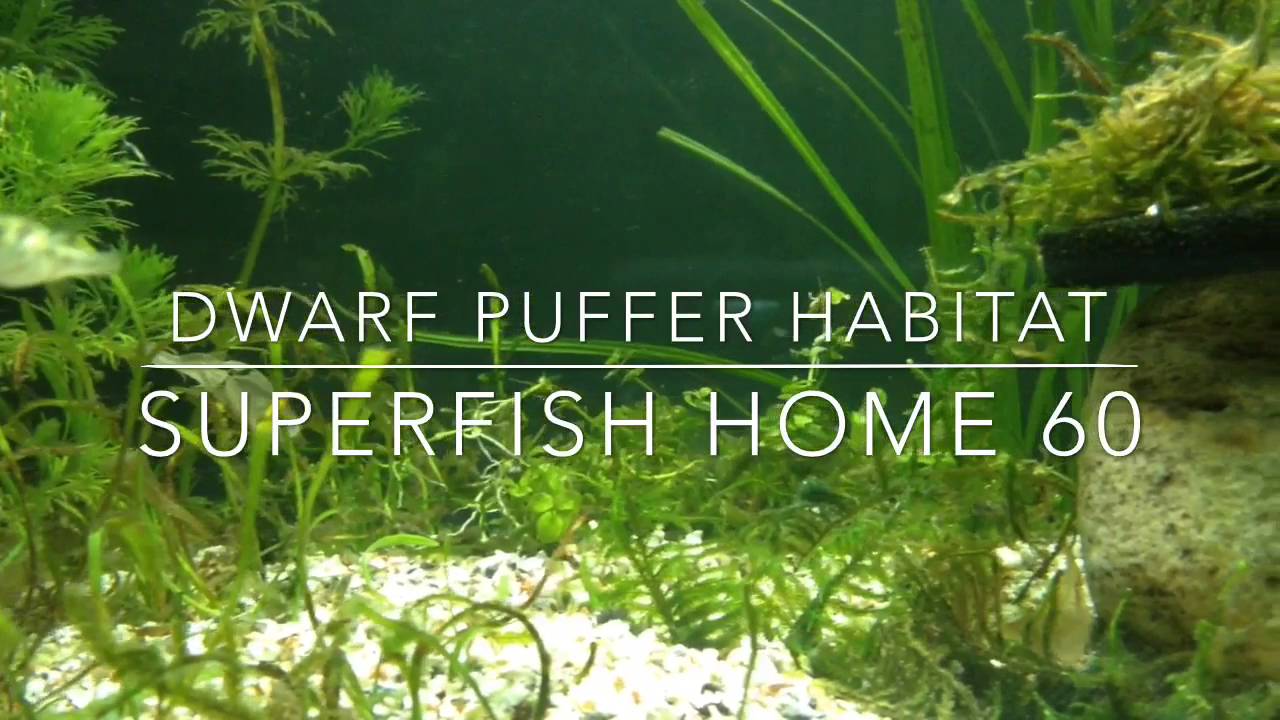 Dwarf Pufferfish Aquarium | Superfish Home 60 Planted Aquarium - YouTube