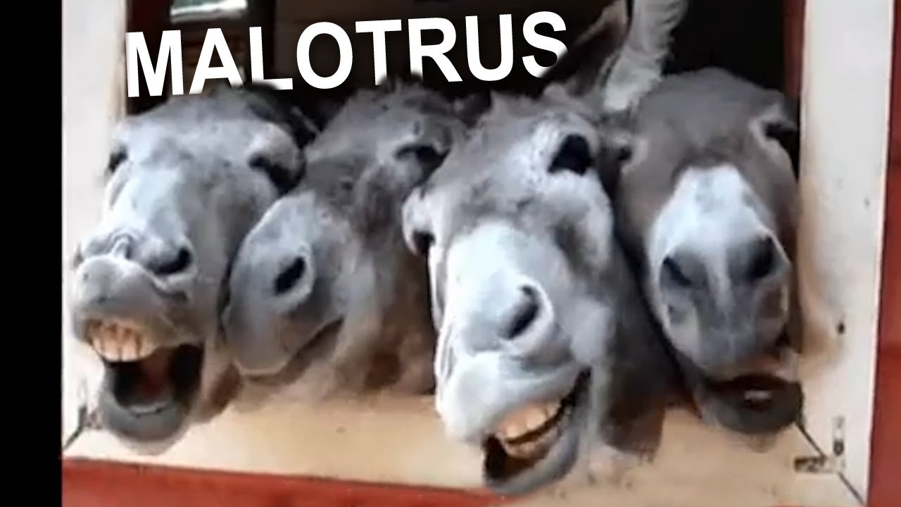 LES MALOTRUS - PAROLE D'ANIMAUX - YouTube