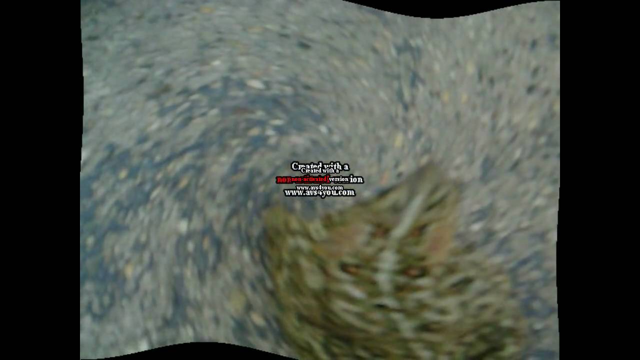 pitbull vs. toad - YouTube