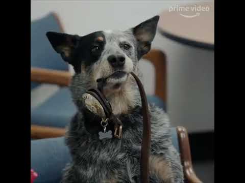 Detective Coltrane from BOSCH