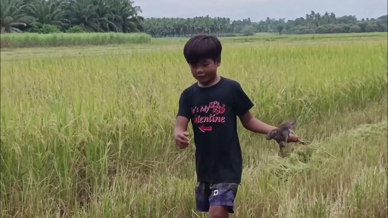 Ang masayang paghuhuli ng ibon sa palayan... - YouTube