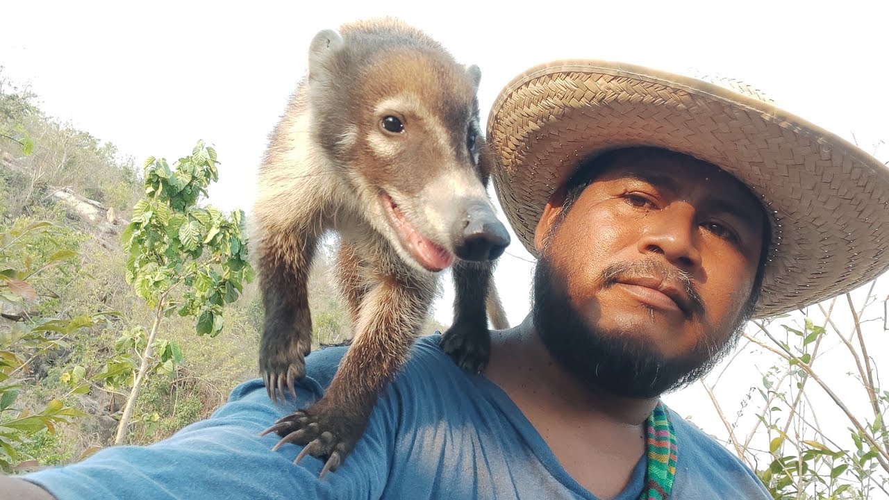 😢por esta poderosa razon te regalo a tejoncito 😔 🏃🦡 - YouTube
