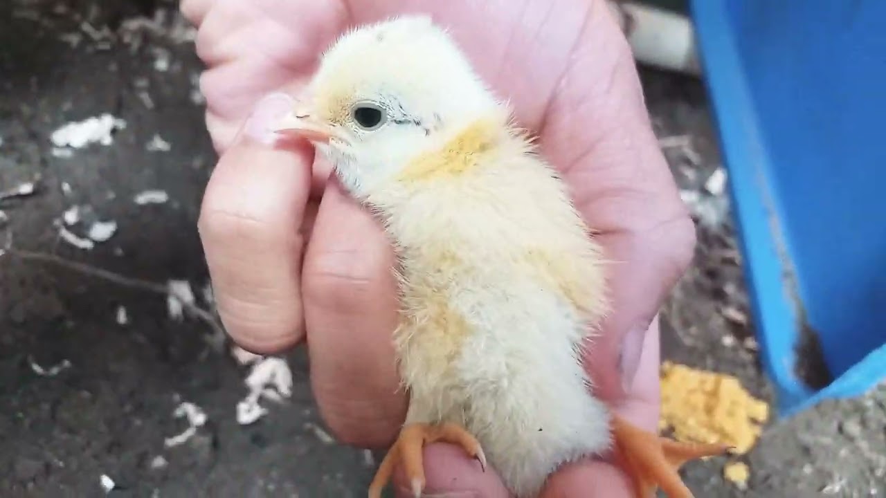 como saber si un pollito es macho o hembra - YouTube