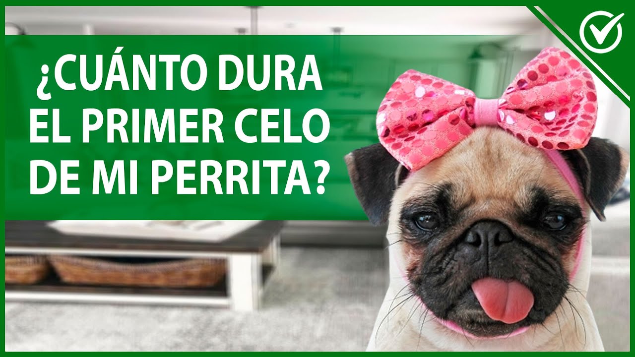 Cuanto Dura El Ciclo De Celo De Una Perra