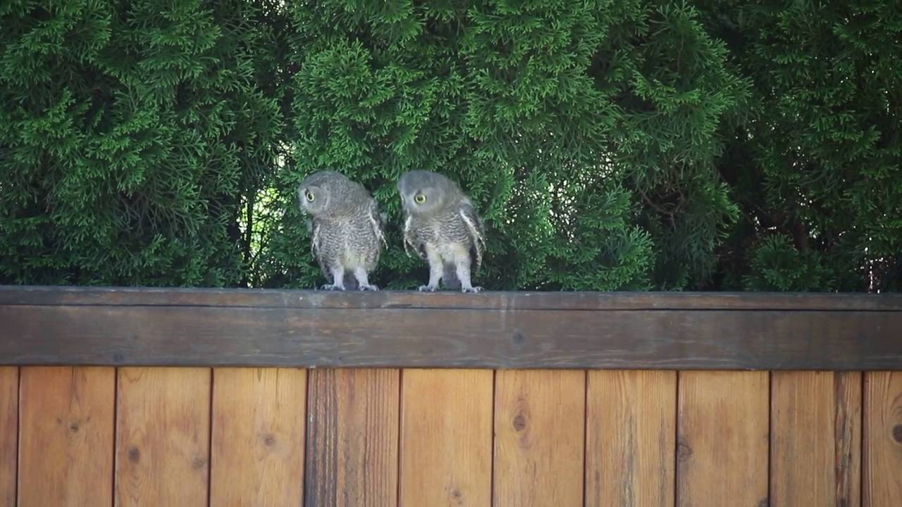Backyard Owls - YouTube