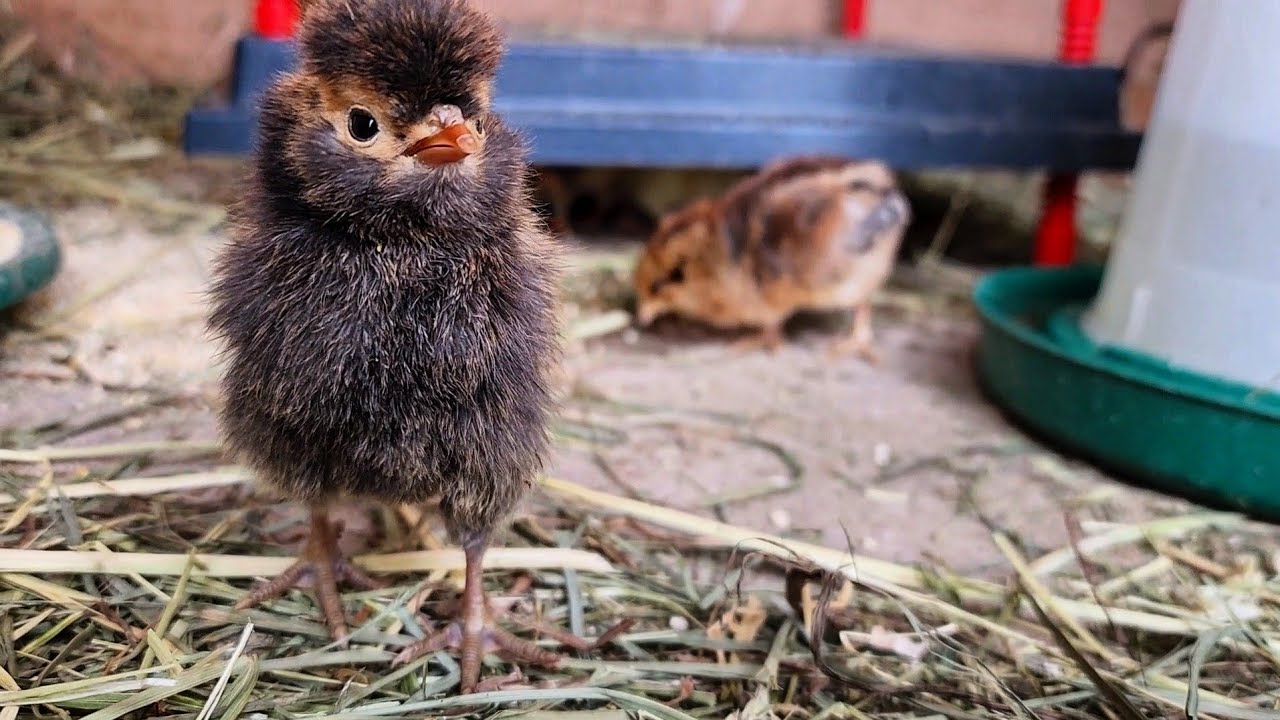 How to set up a Chick Brooder | Chick Care | Bringing Home Chicks in a ...