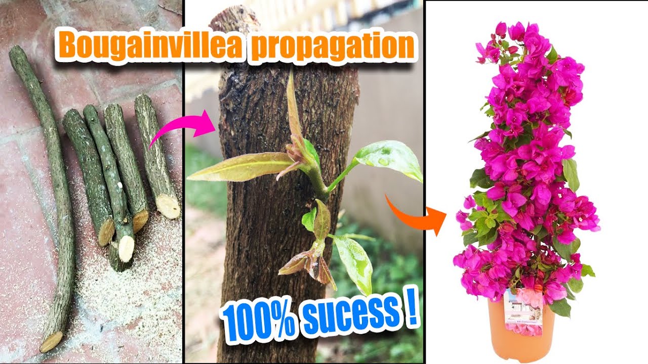 How to propagate bougainvillea branches for beginner. Very easy! 100% ...