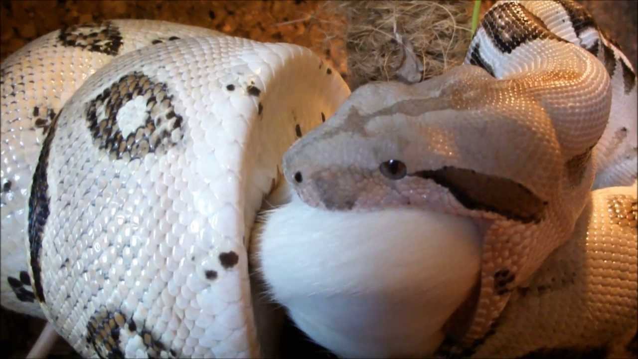 boa constrictor complete feeding / Komplette Boa Fütterung - YouTube