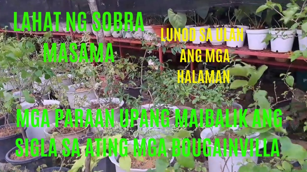 3STEPS NA MAARI NATING GAWIN SA ATING HALAMAN NA NASIRA NG ULAN - YouTube