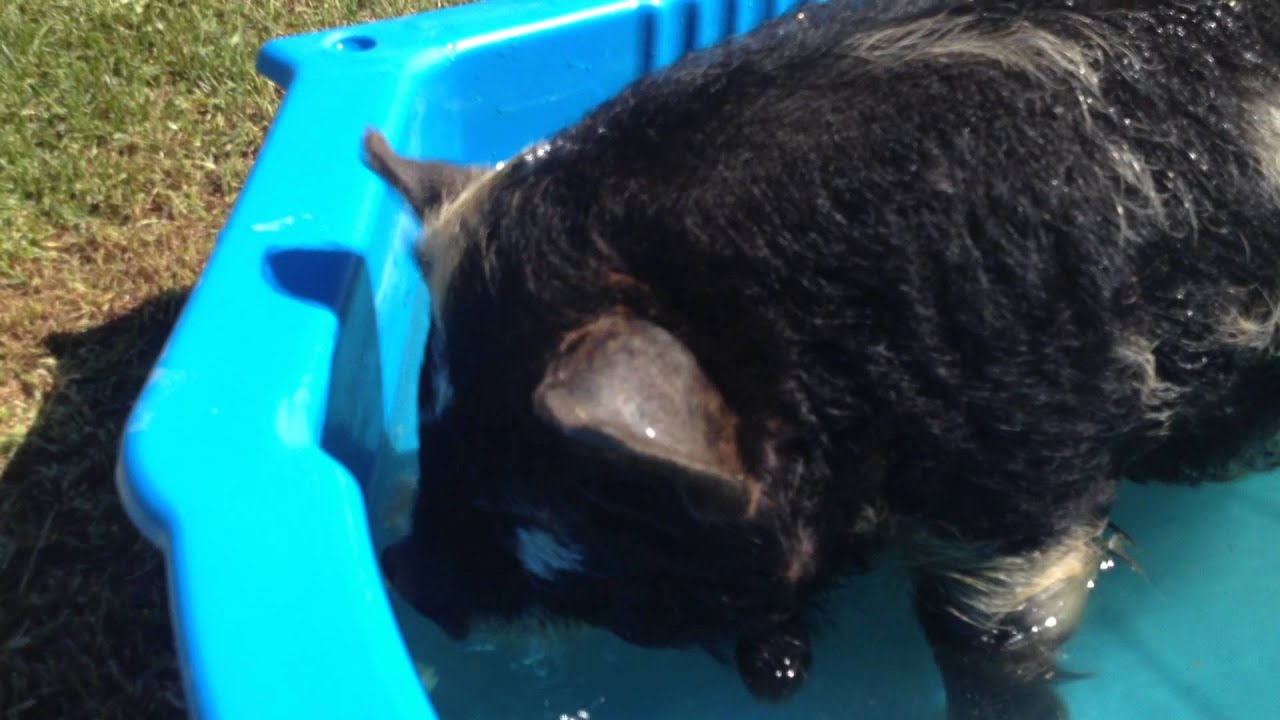 The Spoiled Rotten Kune Kune Pig(bath/apple time!) - YouTube