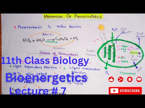 Mechanism of Photosynthesis | Light Dependent and Independent reaction ...